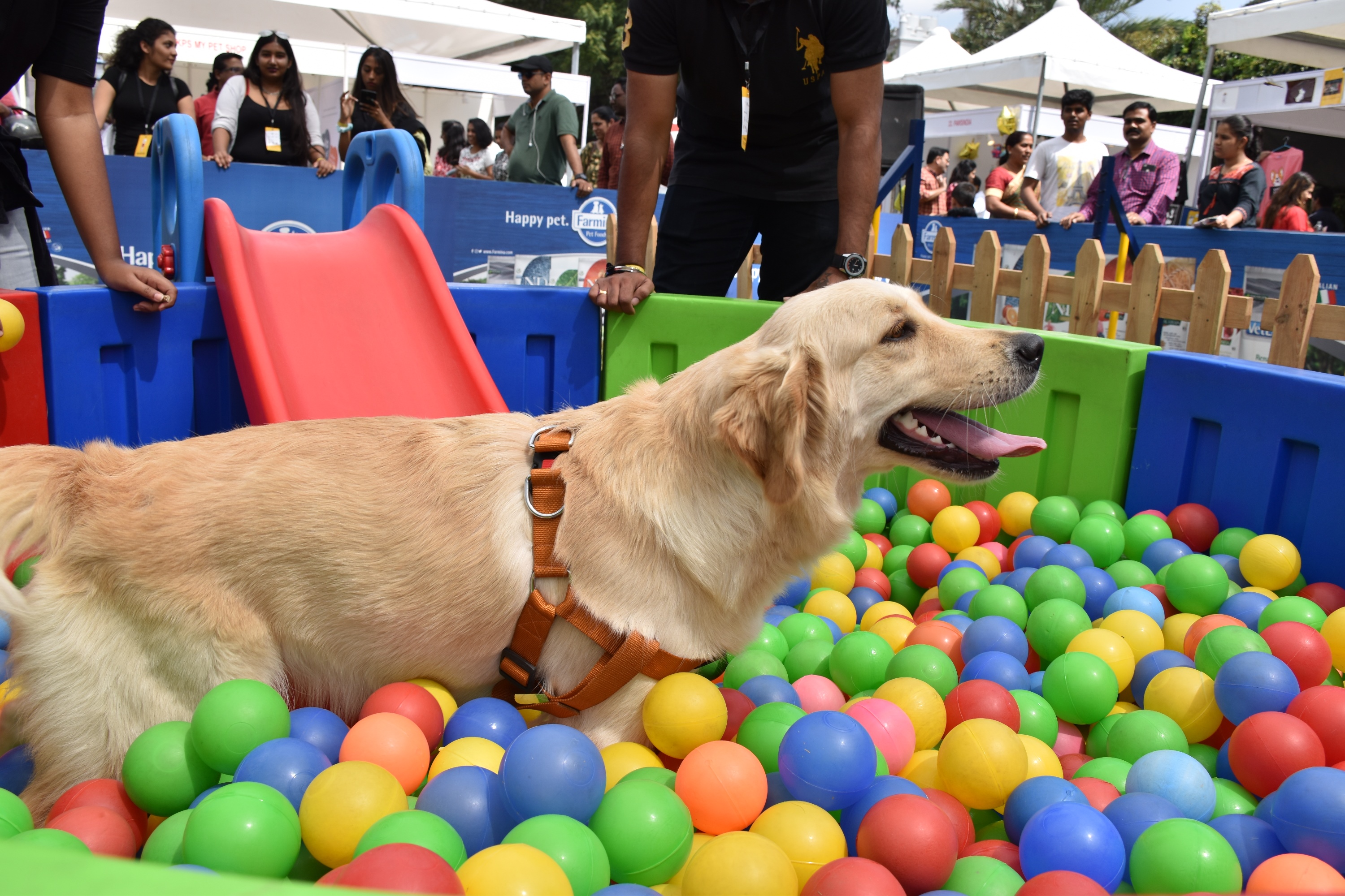 GEAR UP FOR THE PET FED 2020– India’s Biggest Pet Festival, 3rd Edition ...